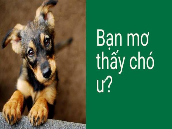Nằm mơ thấy chó đánh số mấy? Ý nghĩa giấc mơ thấy chó